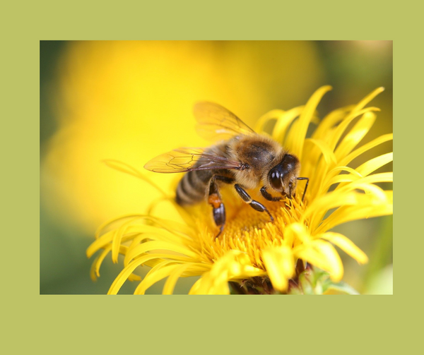 Our guide to attracting pollinators to your garden - We Are Fair Trade Ltd